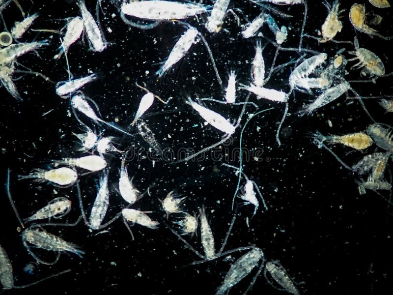 Zooplancton De Los Copepods Foto de archivo - Imagen de microcosmos ...