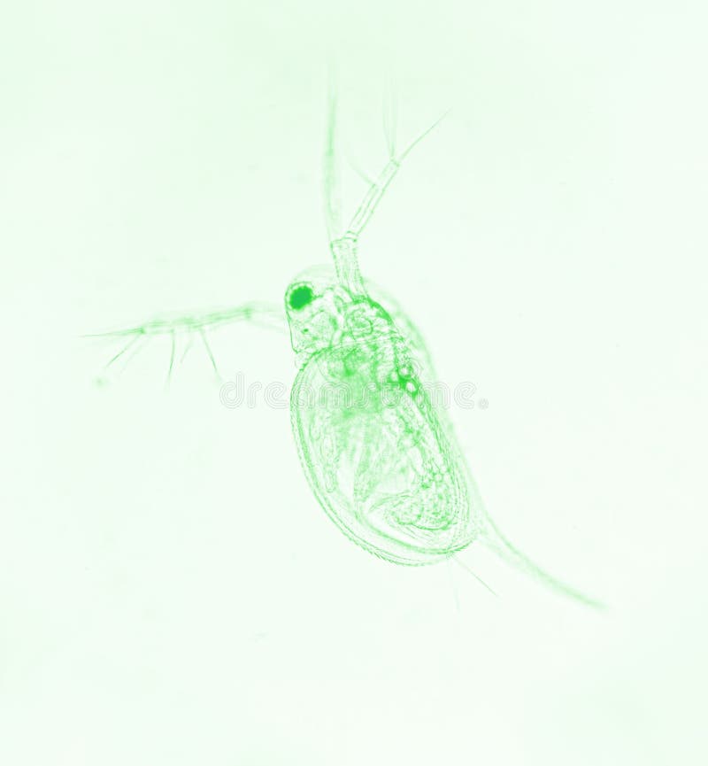 Zooplankton Water Flea Daphnia Stock Photo - Image of microscope ...