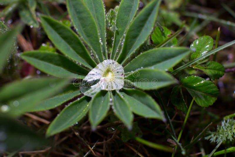 Zopenco. foto de archivo. Imagen de seco, viejo, fauna - 181811300