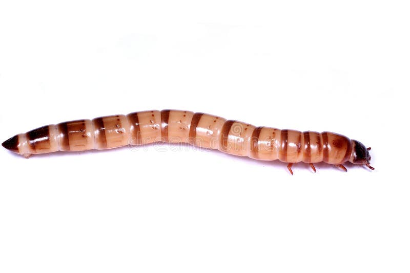 Zophobas Morio worm stock photo. Image of animal, live - 21989112
