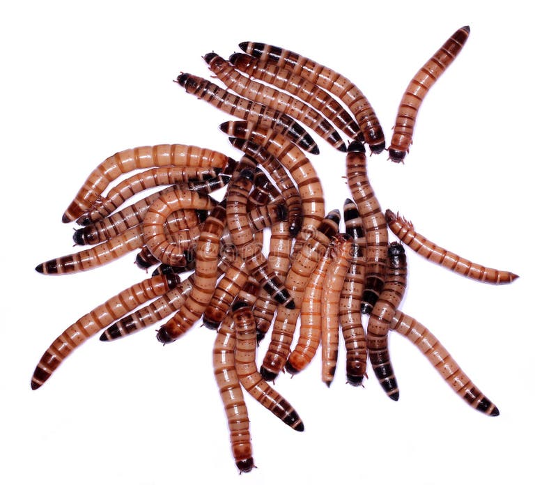 Zophobas Morio worms stock image. Image of plague, garden - 21989109