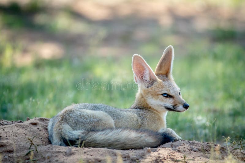Zorro Del Cabo Que Pone En La Arena Imagen de archivo - Imagen de fauna ...