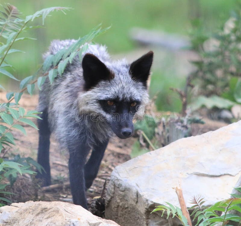 Zorro negro imagen de archivo. Imagen de hermoso, zorro - 254186715