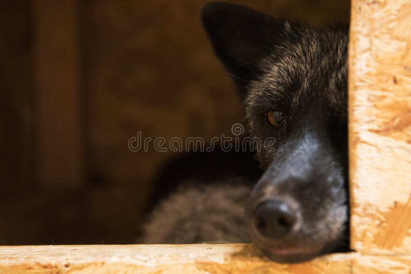 Zorro negro hermoso foto de archivo. Imagen de retrato - 90511822