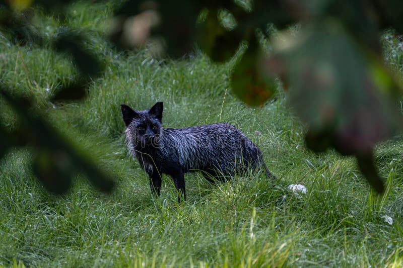 Zorro negro o plata imagen de archivo. Imagen de exterior - 294115807