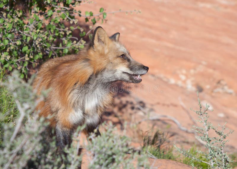 Zorro Rojo En El Desierto Que Mira Hacia Fuera De Arbustos Bajos Imagen ... Zorro Rojo En El Desierto Que Mira Hacia Fuera De Arbustos Bajos Imagen ...