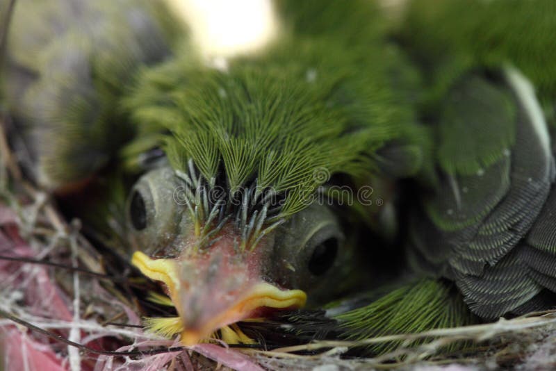 Zosterops japonicas chick stock photo. Image of green - 40720770