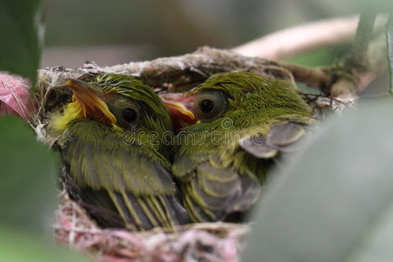 Zosterops japonicas chick stock photo. Image of chick - 40720896