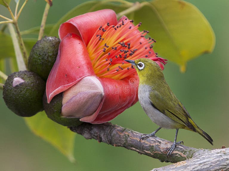 Zosterops japonicus stock photo. Image of goodlooking - 60830604