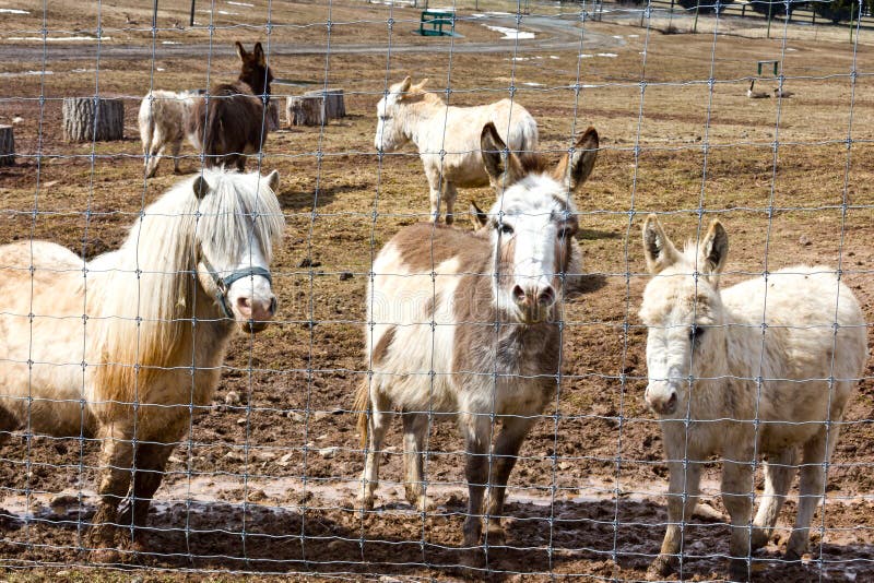 Zwei Esel Und Ein Pferd Aalen Sich in Der Sonne Stockfoto - Bild von ...