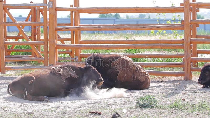 Zubr at the zoo. stock video. Video of itchy, molts, herd - 58278703