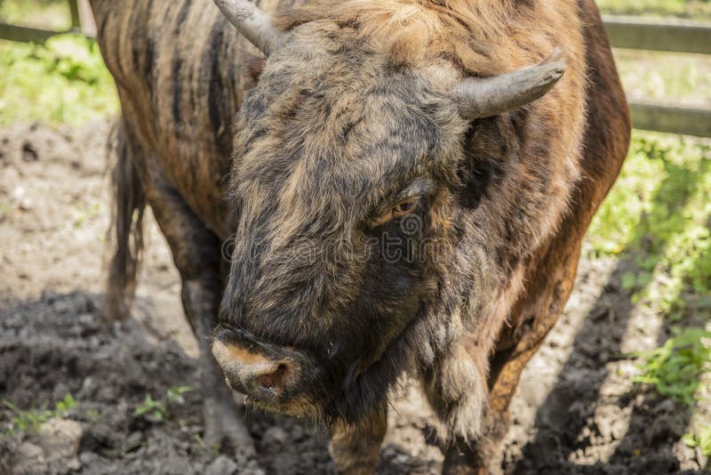 Zubron stock image. Image of cattle, animal, bialowieza - 44359905 Zubron stock image. Image of cattle, animal, bialowieza - 44359905