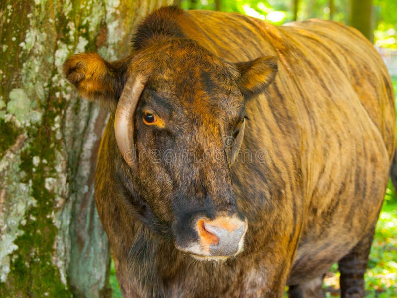 Zubron stock photo. Image of horn, food, zubron, bialowieza - 44359774 Zubron stock photo. Image of horn, food, zubron, bialowieza - 44359774