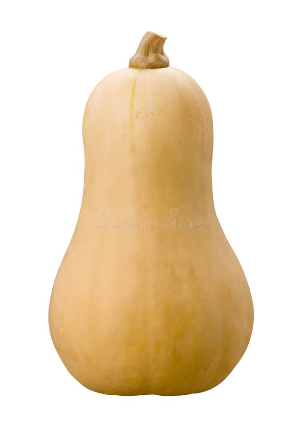 Zucca di Butternut isolata immagine stock. Immagine di isolato - 20472963
