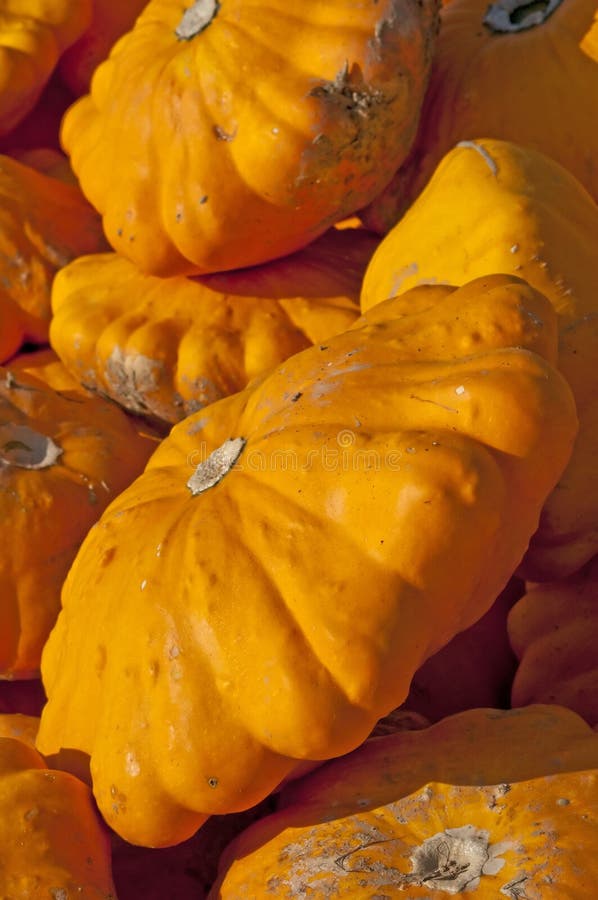 Zucca patisson immagine stock. Immagine di sano, ingrediente - 21498909