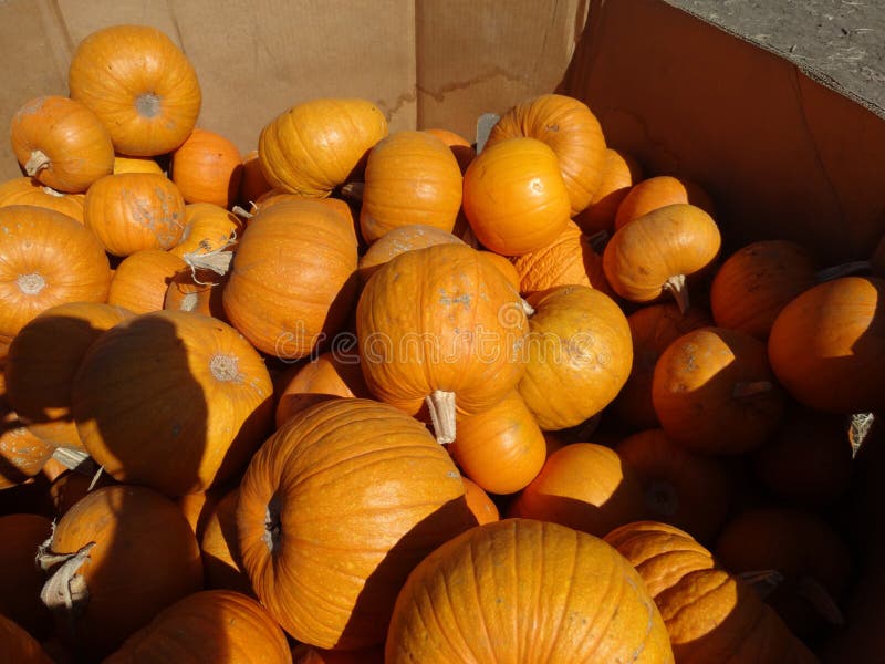 Cucurbita Maxima Duch Della Zucca , Grande Frutticoltura Sul Campo, Nei ...