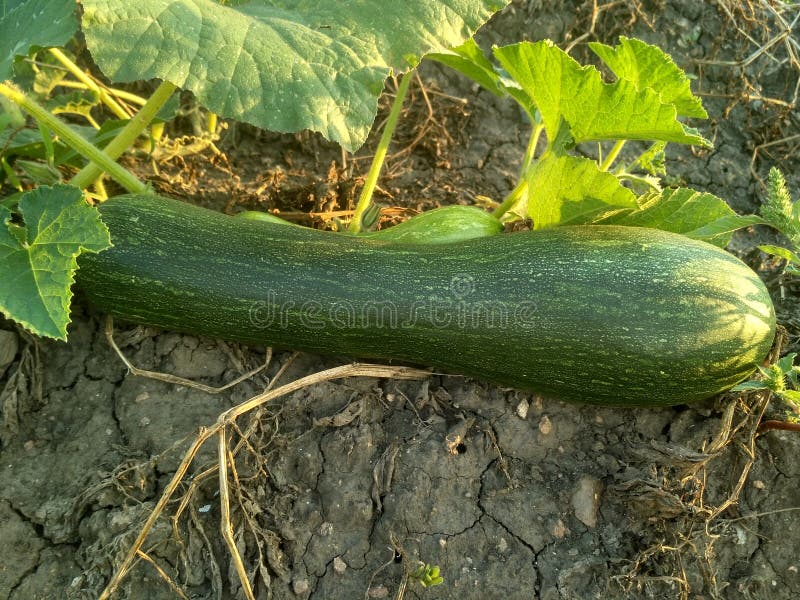 Zucca lunga immagine stock. Immagine di offerta, verde - 21169465