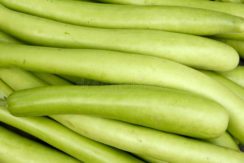 Zucca lunga immagine stock. Immagine di macro, melone - 21169465