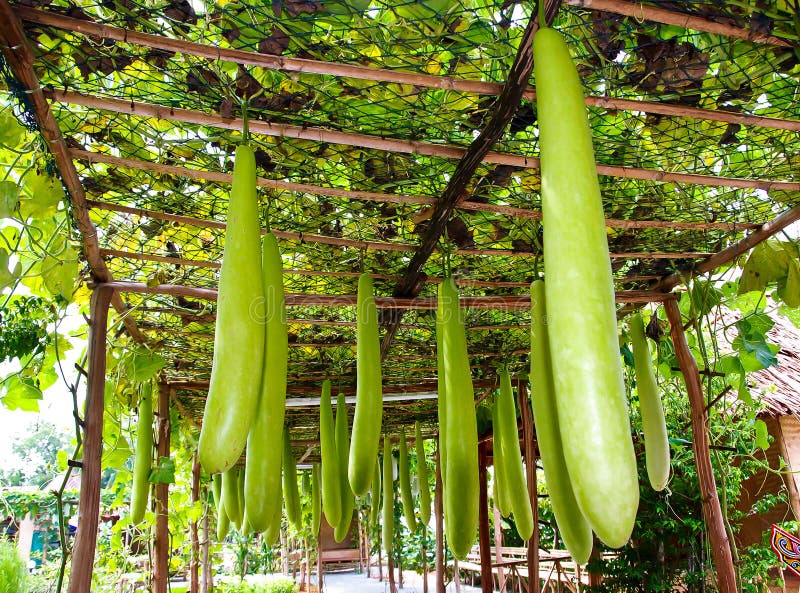 Zucca lunga immagine stock. Immagine di ingrediente, mangiabile - 21939591