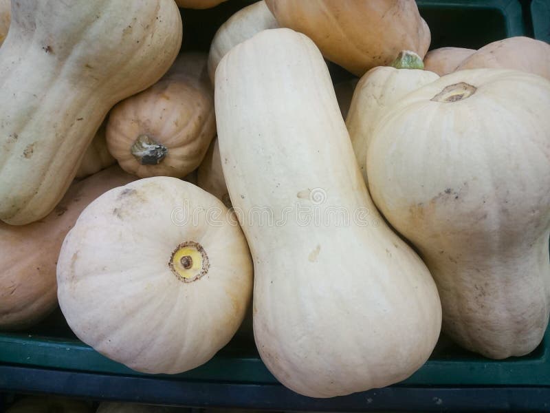 immagini di riserva di Zucca Lunga - la sovranità di download 406 ...