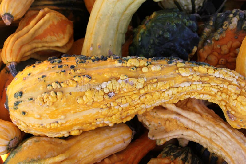 Zucca Lunga Gialla Warty Del Collo, Cucurbita Pepo Immagine Stock ...