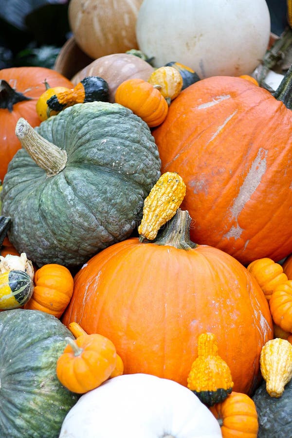 Zucche fotografia stock. Immagine di scultura, alimento - 11322910