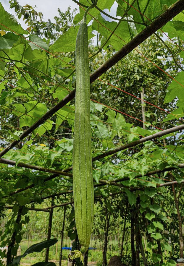 Seasonal Vegetable Fruit Chart Colorado Stock Photos - Free & Royalty ...