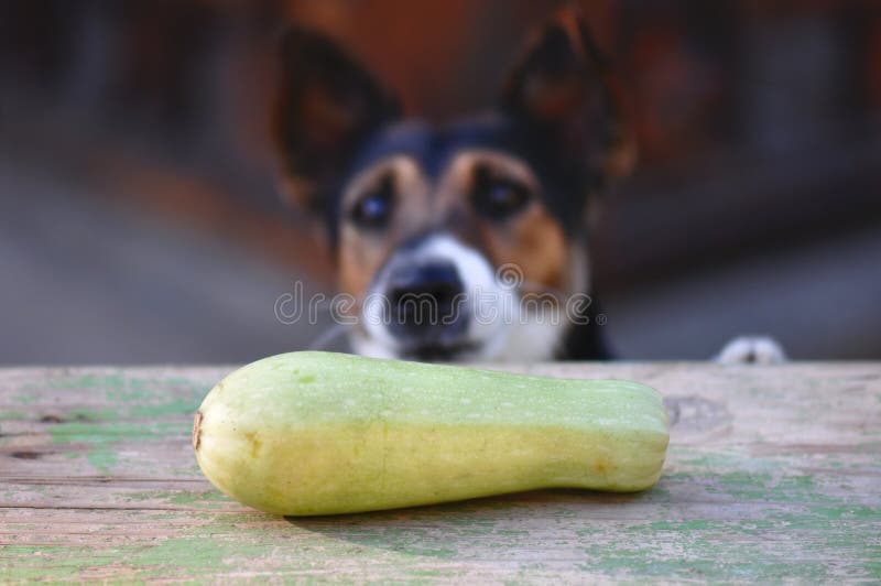 Feet zucchini stock image. Image of seedlings, feet, planting - 24725545
