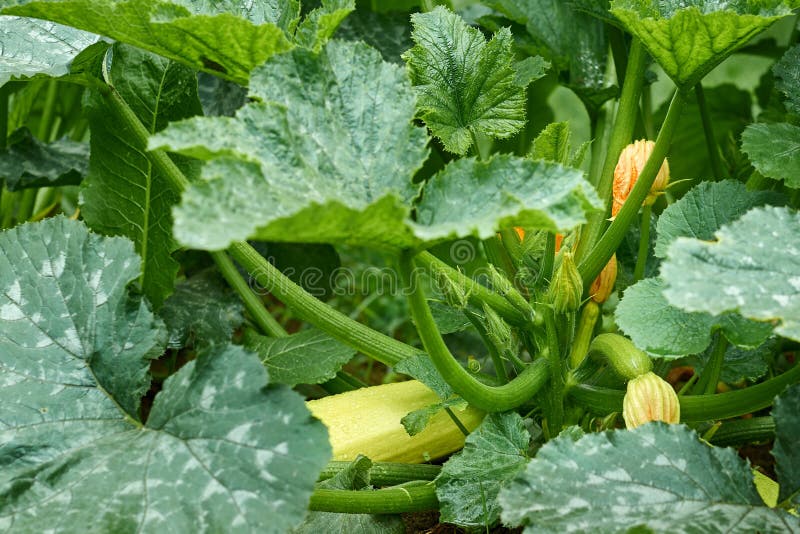 Zucchini Bush Grows on Ground and Blooms with Orange Flowers Stock ...