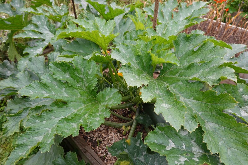 Zucchini Cultivation in Raised Beds. Zucchini with Stake for Vertical ...