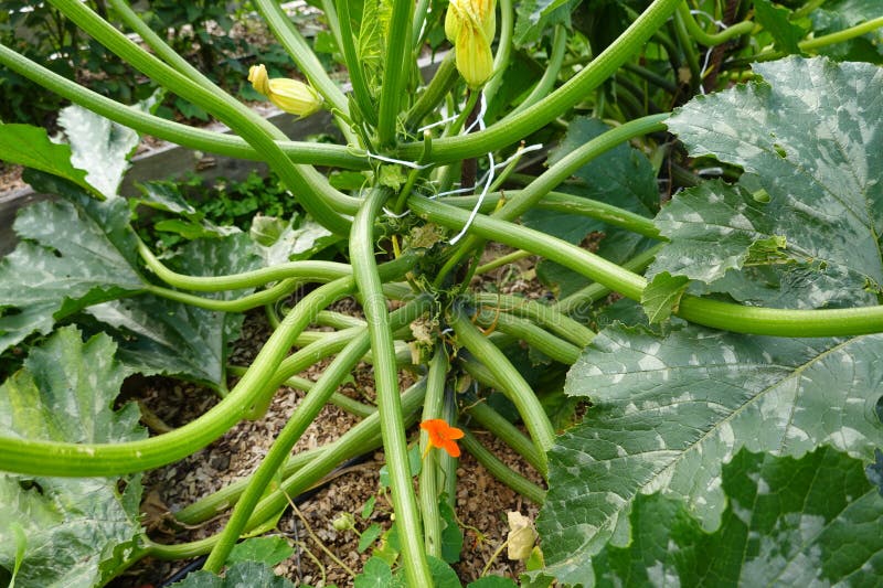 Zucchini Cultivation in Raised Beds. Zucchini with Stake for Vertical ...