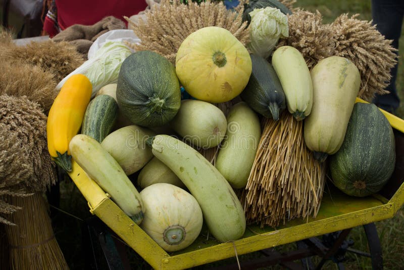 Zucchini of Different Varieties Stock Image - Image of agriculture ...
