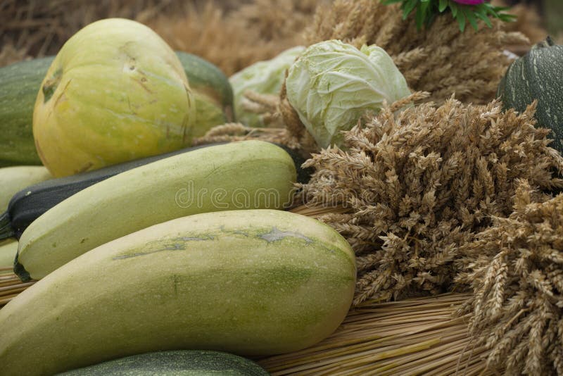 Zucchini of Different Varieties Stock Photo - Image of stilllife ...