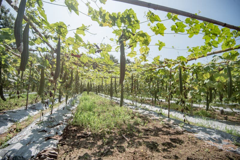 Zucchini Farm, Fresh Zucchini Stock Image - Image of nutrition, nature ...