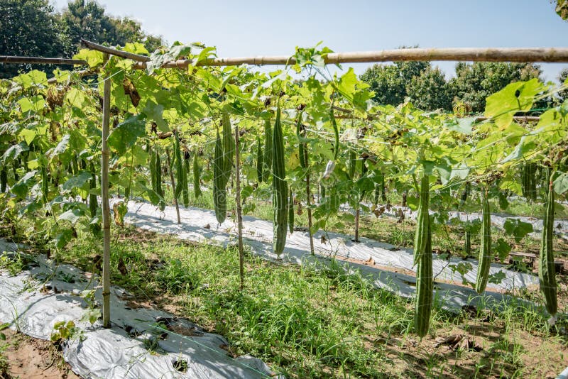 Zucchini Farm, Fresh Zucchini Stock Image - Image of nutrition, outdoor ...