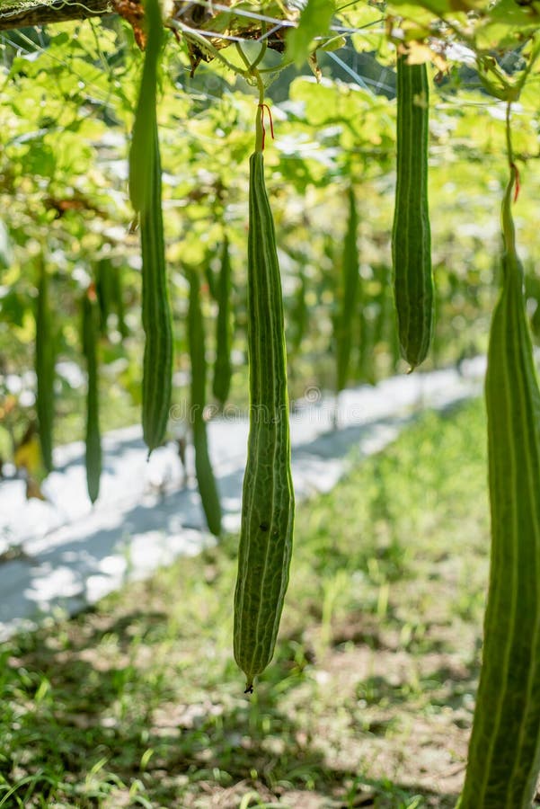 Zucchini Farm, Fresh Zucchini Stock Image - Image of delicious, nature ...