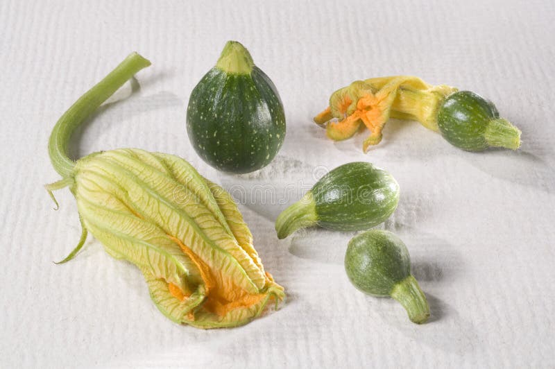 Zucchini with Flower stock photo. Image of vegetable - 11529834