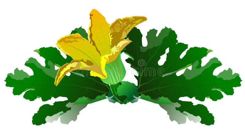 Plants Zucchini Stock Illustrations – 216 Plants Zucchini Stock ...