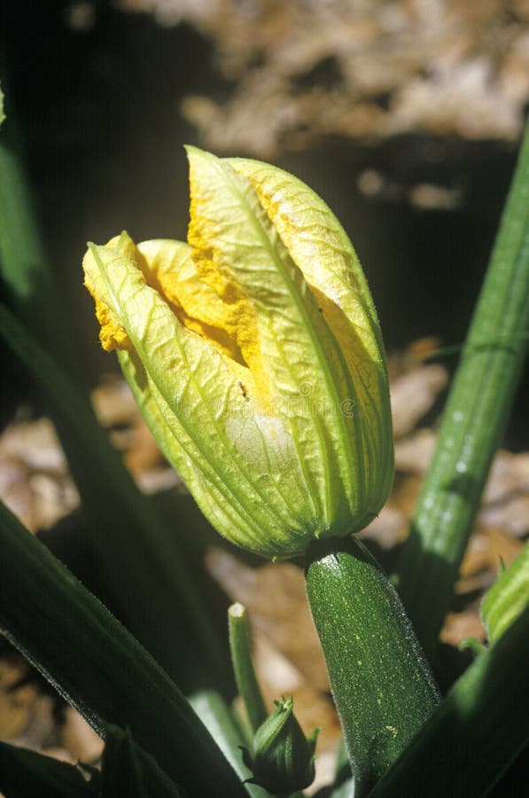 Zucchini Flower, Tampa Bay, FL Stock Image - Image of spring, flower ...