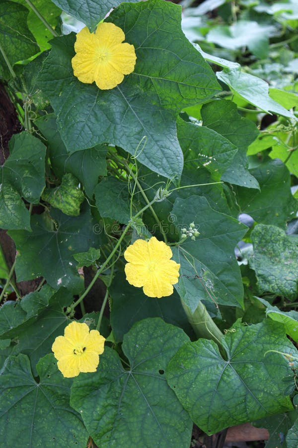 Zucchini with Flower on Tree Stock Photo - Image of diet, agriculture ...