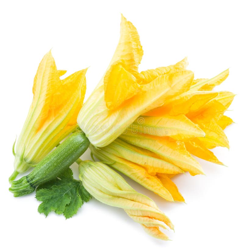 Zucchini Flowers on a White Background Stock Photo - Image of leaf ...