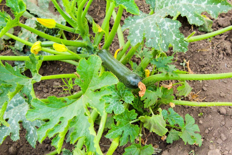Zucchini Fruit and Zucchini Color with Leaves on the Ground Stock Image ...