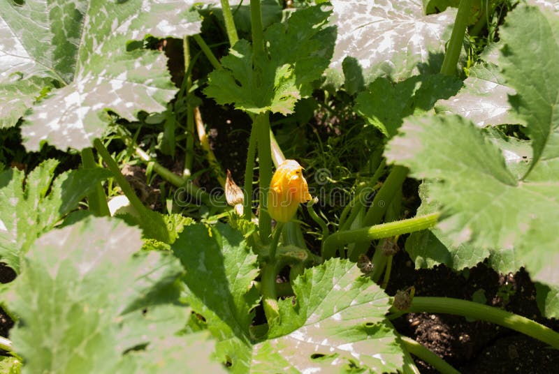 Zucchini leaves stock image. Image of agriculture, vegetarian - 43584205