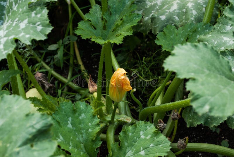 Zucchini leaves stock photo. Image of organic, healthy - 43584360