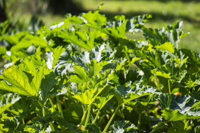 Zucchini Leaves in the Summer Garden on a Sunny Day Stock Image - Image ...