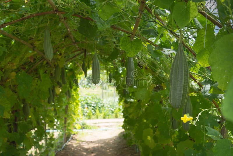 The Luffa Farm stock photo. Image of foliage, bamboo - 76924412