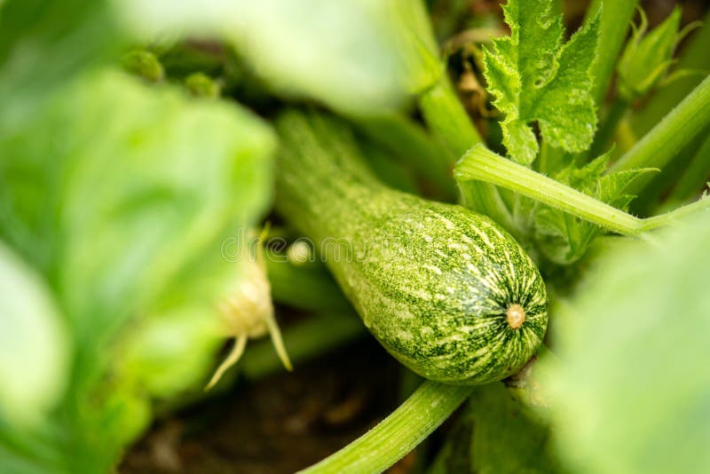 Zucchini in an Organic Farm Stock Photo - Image of natural, farm: 204280220