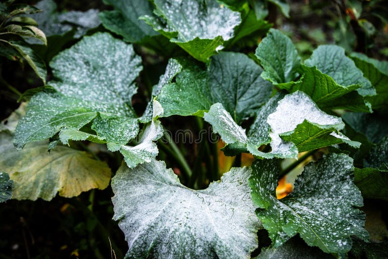 Zucchini Plant with the Disease Powdery Mildew in Midsummer Stock Image ...
