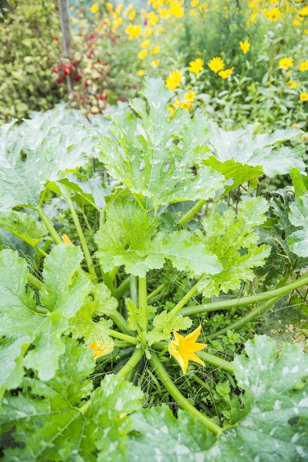Zucchini Plant stock image. Image of green, food, growth - 31472719