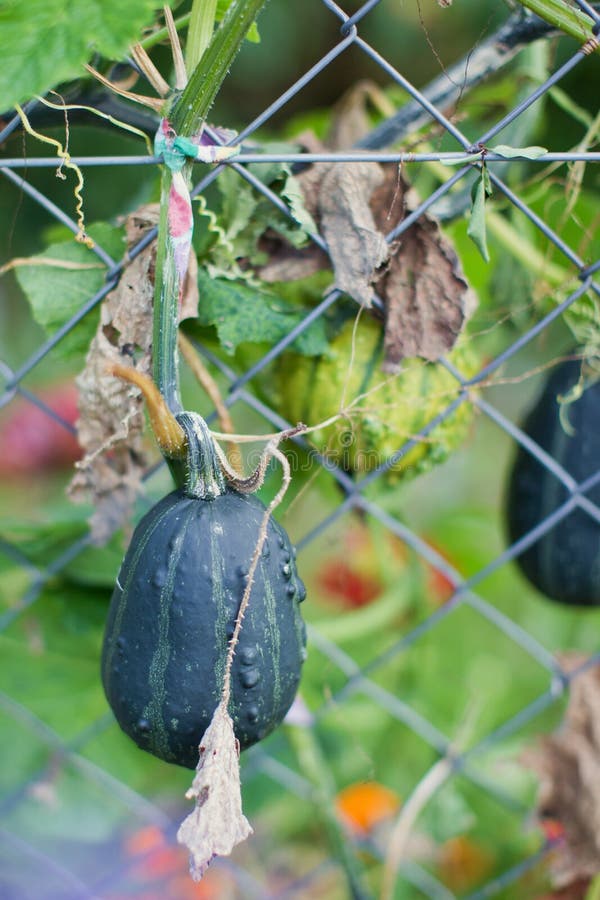 Zucchini Plant. Green Vegetable Marrow Growing Stock Photo - Image of ...